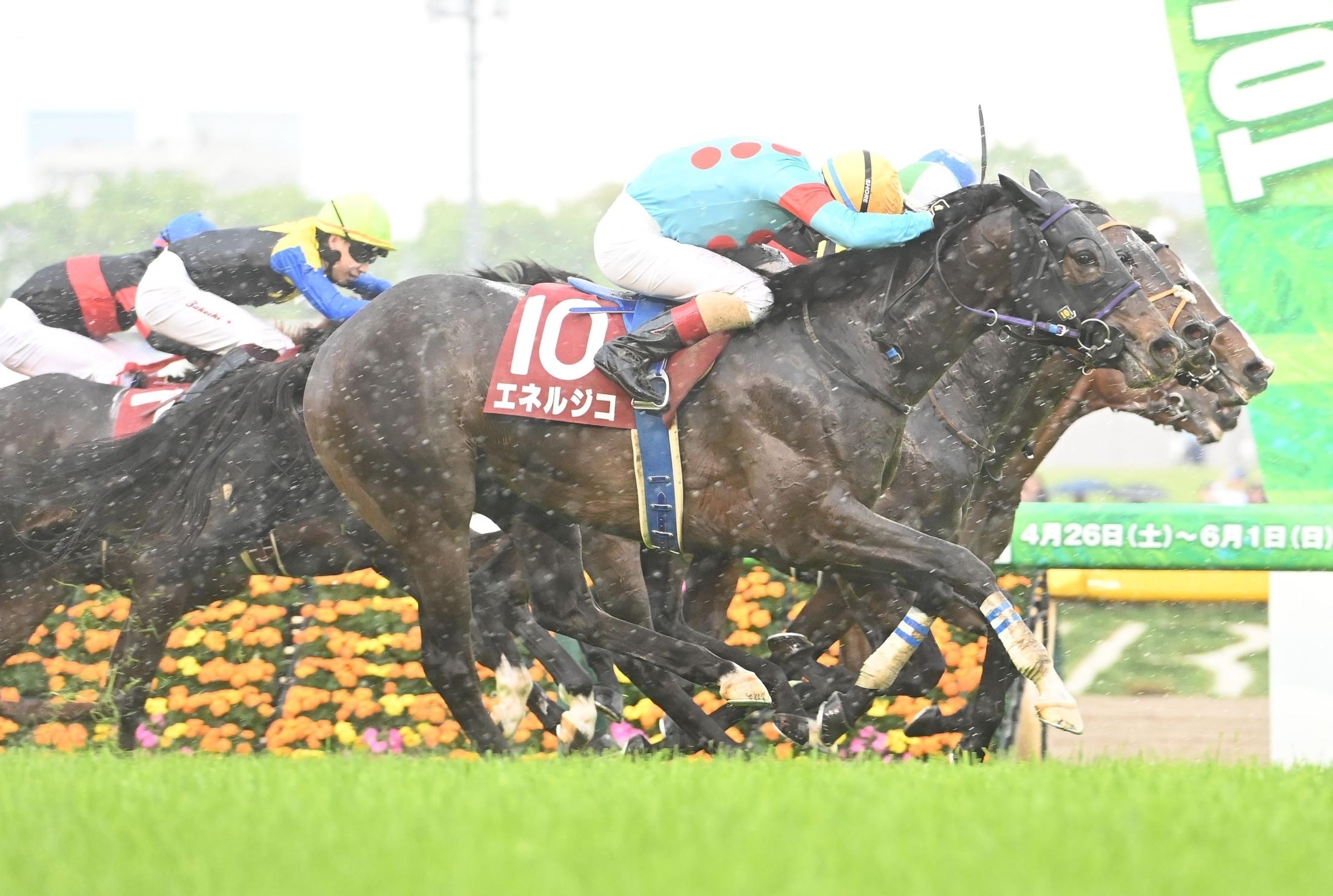 Energico "fought really hard" to capture G2 Aoba Sho, Christophe Lemaire reaches 2,000 JRA wins ...