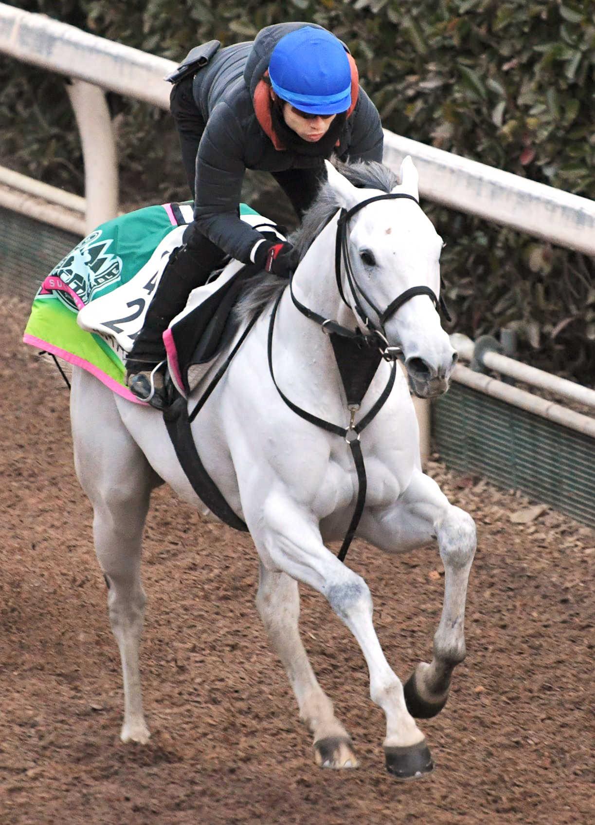 【AJCC】ガイアフォース 逆襲準備OK 菊花賞1番人気8着から巻き返す | 競馬ニュース - netkeiba
